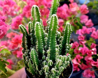 Fairy Tale Cactus - Etsy