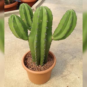 Polaskia Chichipe Cactus: Rare Exotic Succulent, Edible Fruit - Etsy