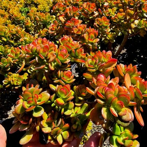 Beautiful Crassula Ovata Compacta Crosby, Small Trees. Between 7 and 10 ...