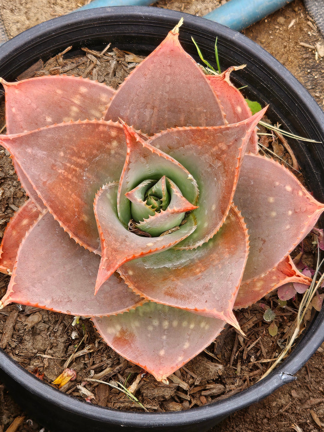 Aloe Ghost - Aloe Striata Hybrid 'ghost Aloe' Beautiful Real Aloe Plant ...