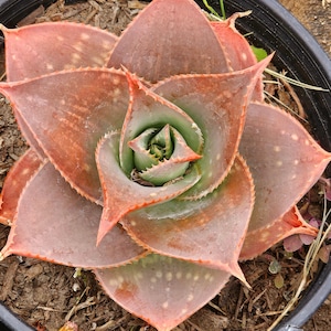 Aloe Ghost - Aloe Striata Hybrid 'ghost Aloe' Beautiful Real Aloe Plant ...