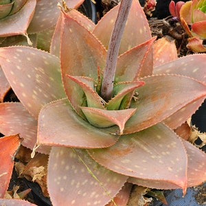 Aloe Ghost - Aloe Striata Hybrid 'ghost Aloe' Beautiful Real Aloe Plant ...