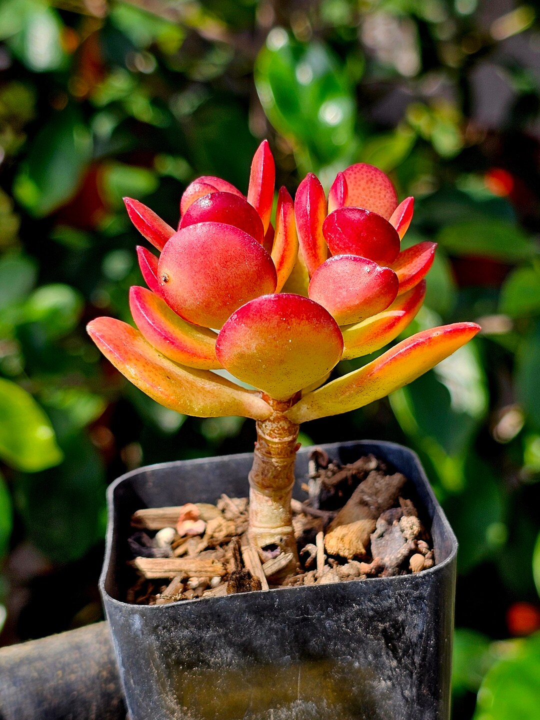 Dwarf Jade Plant: Crassula Ovata 'crosby Compacta' - 2" Pot - Etsy