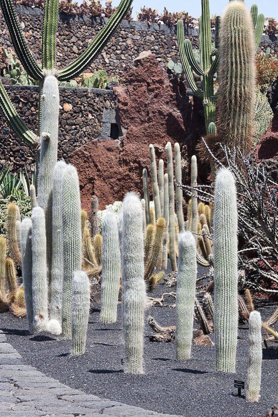 Espostoa Lanata, Fuzzy Cactus, Woolly Cactus. White Persian Cat Cactus ...