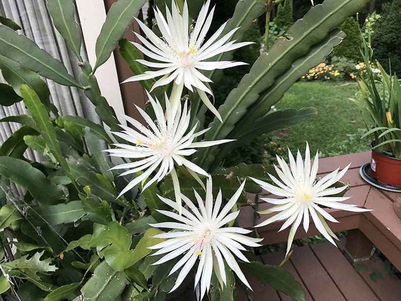 Queen of the Night Night Blooming Cereus Fragrant Orchid - Etsy