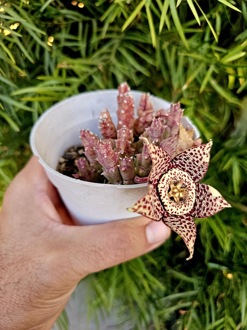Orbea Variegata Starfish Flower Plant, Variegated Succulent Cactus ...