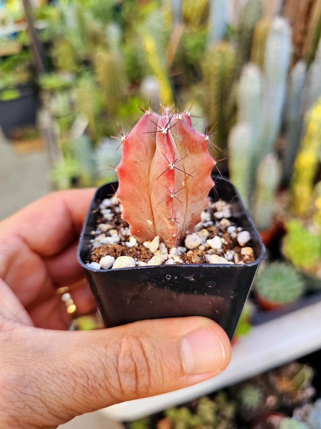 Gray Ghost Cactus: Live Stenocereus Pruinosus, Pitayo De Mayo - Etsy