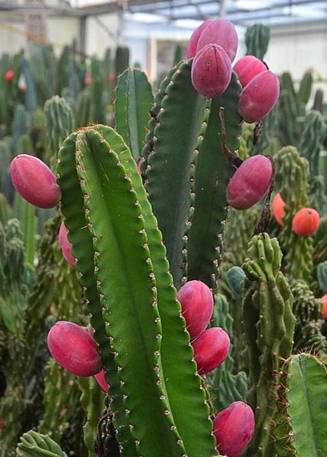 Peruvian Apple Cactus Cutting: Live Cereus Repandus Ornamental ...