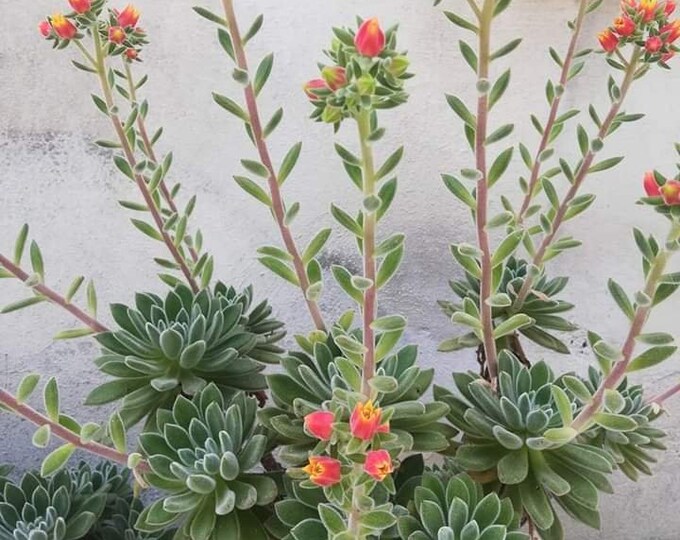 Echeveria Setosa mexican Firecracker - Etsy