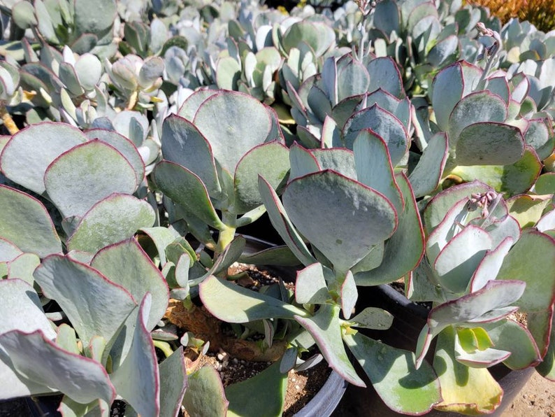 Silver Dollar Plant Crassula Arborescens Blue Bird Crassula - Etsy