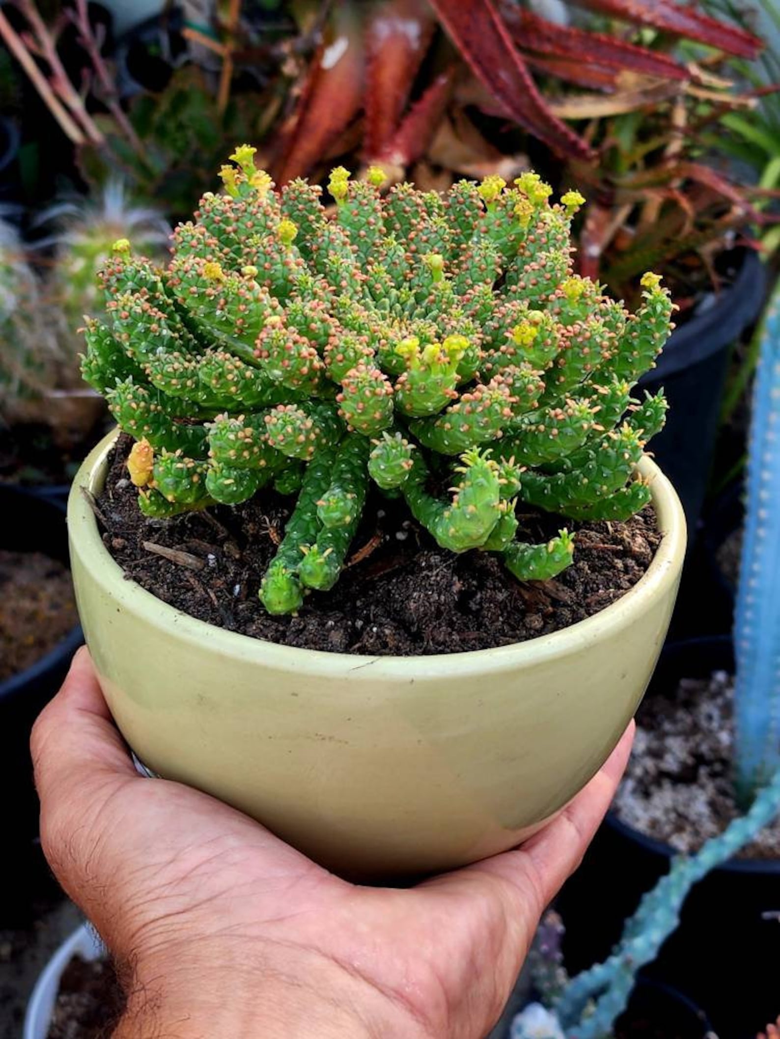 Medusa Plant Euphorbia Flanaganii Medusa Head Rare - Etsy