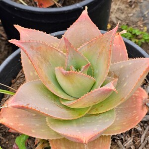 Aloe Ghost - Aloe Striata Hybrid 'ghost Aloe' Beautiful Real Aloe Plant ...