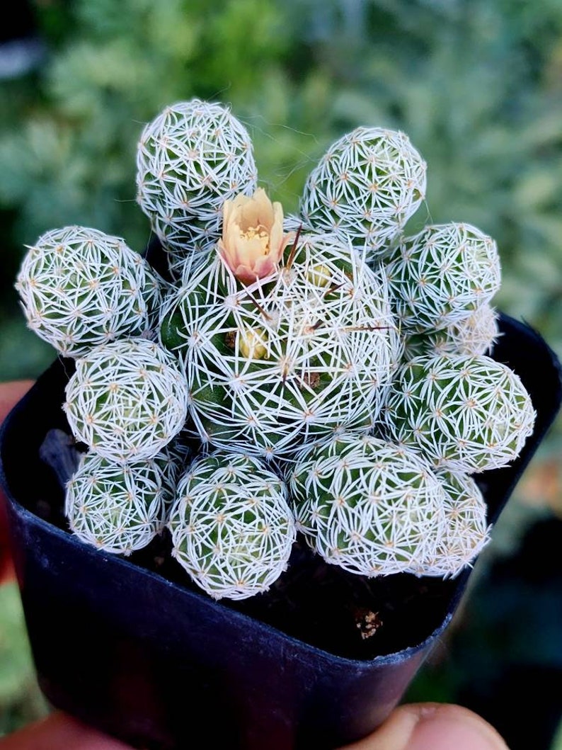 Mammillaria Vetula Subsp. Gracilis, Thimble Cactus - Etsy Denmark