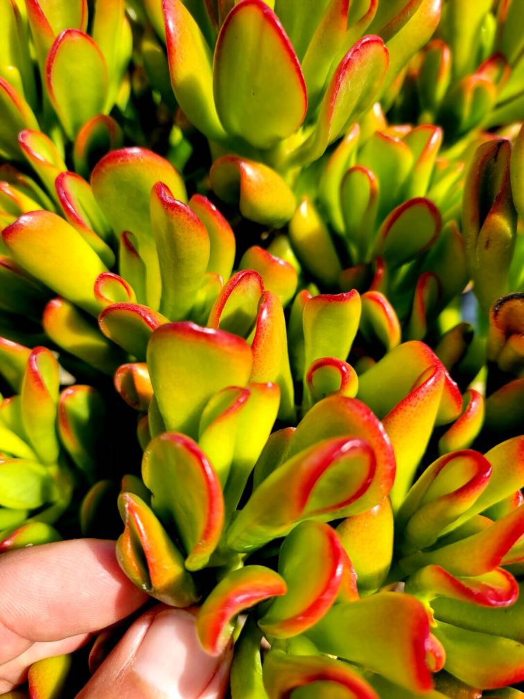 Ogre Ears Real Plant. Crassula Ovata ‘hobbit' Rare Crassula, Rare ...