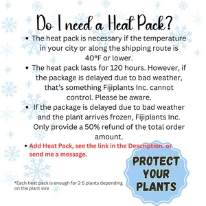 Aloe Ghost - Aloe Striata Hybrid 'ghost Aloe' Beautiful Real Aloe Plant ...