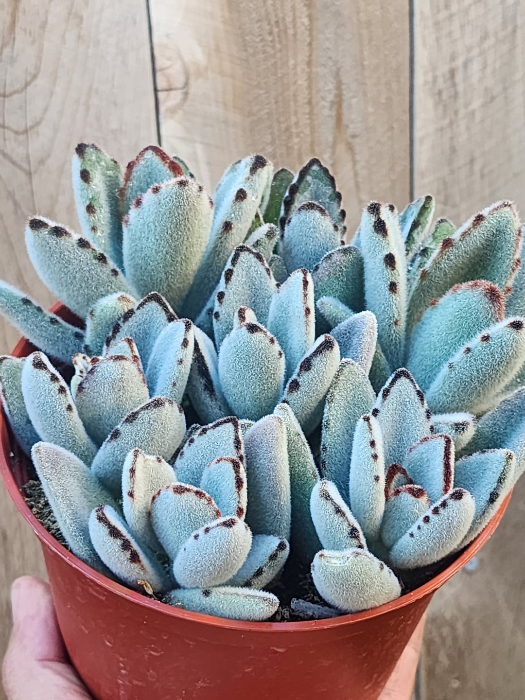 Chocolate Soldier Plant: Kalanchoe Tomentosa Succulent - Etsy