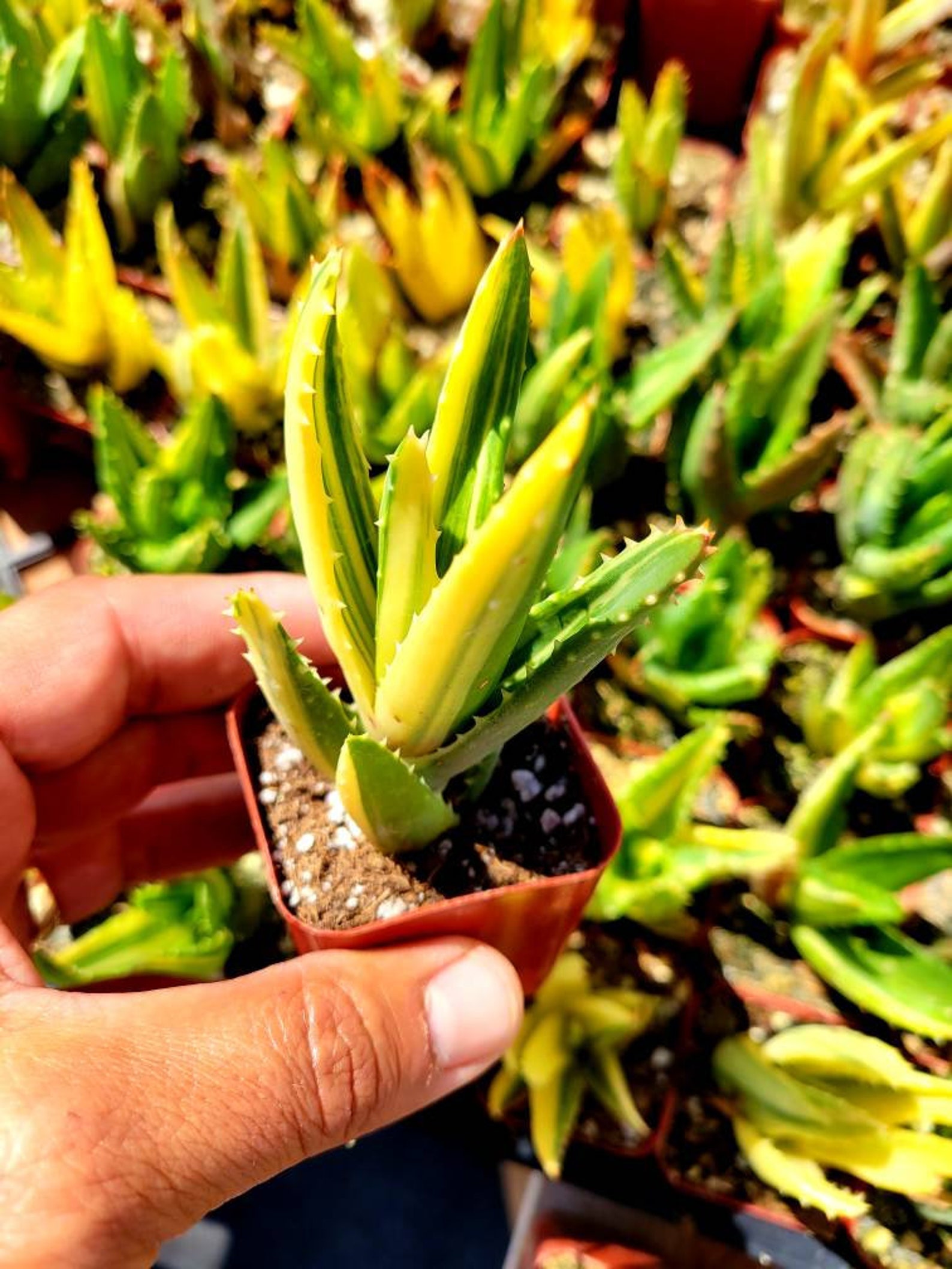 Aloe Nobilis Variegated Aloe Variegated aloe variegata Rare | Etsy