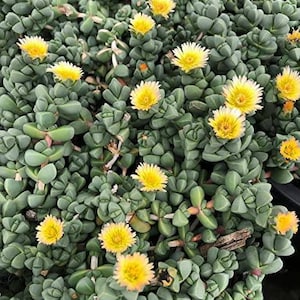 Astridia Velutina, Live Succulents, Potted Plants, Rare Succulent, Baby ...