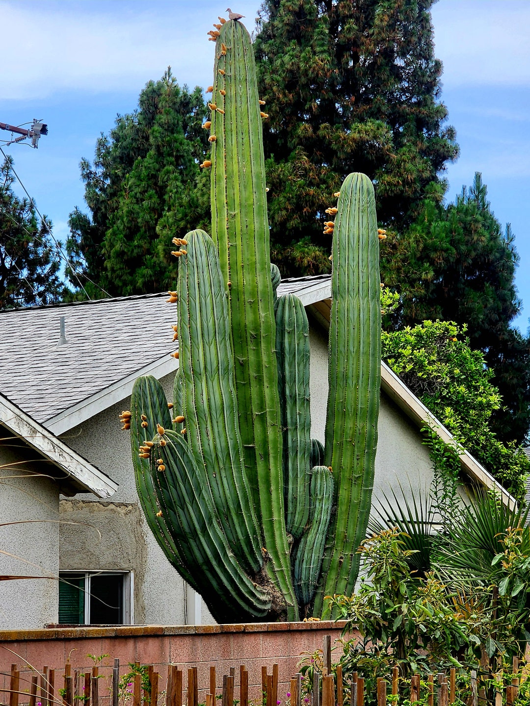 Rare XL Mexican Giant Cardon Cactus (pachycereus Pringlei) - Etsy