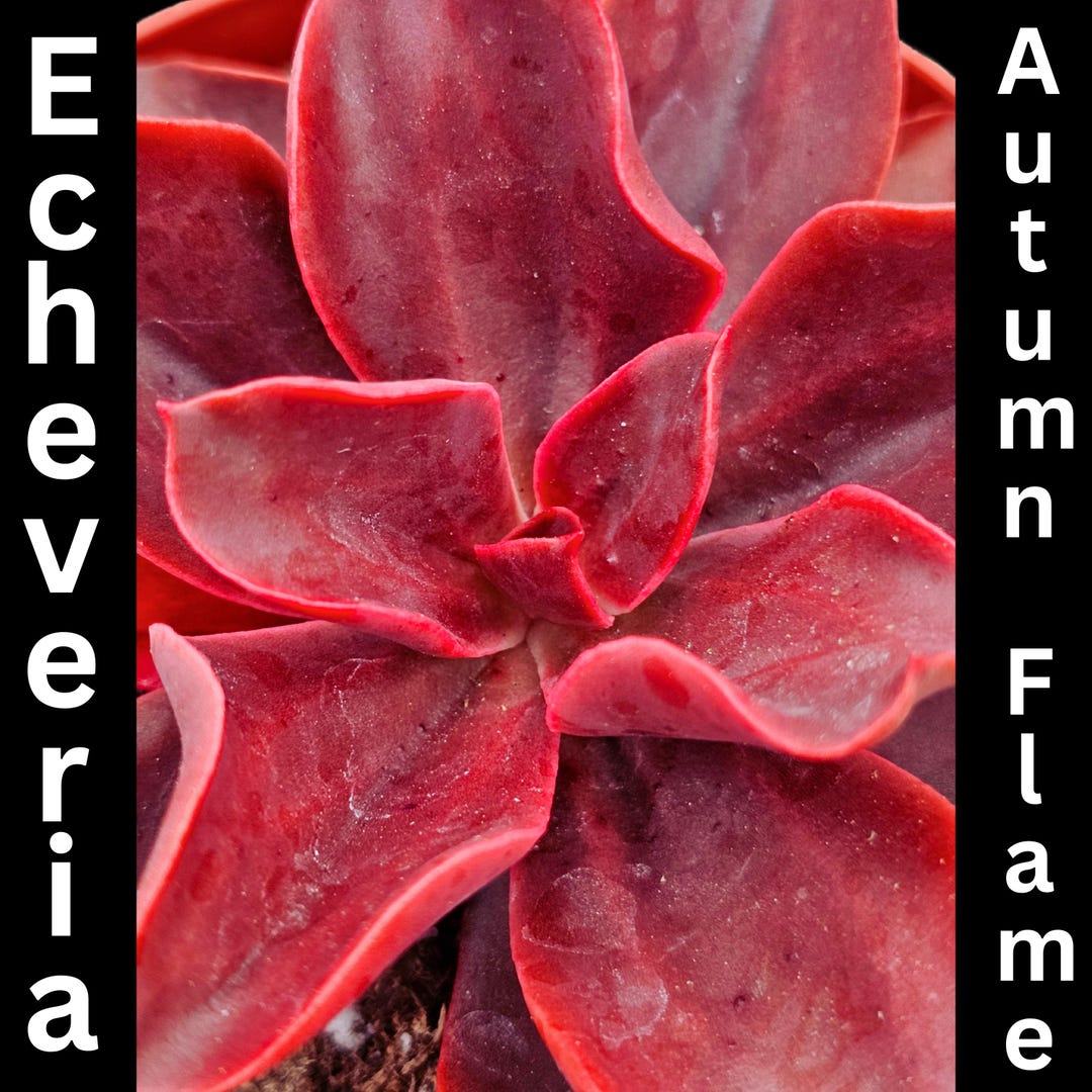 4" Pot Echeveria Autumn Flame, Succulents, Cute Succulent, Rare ...
