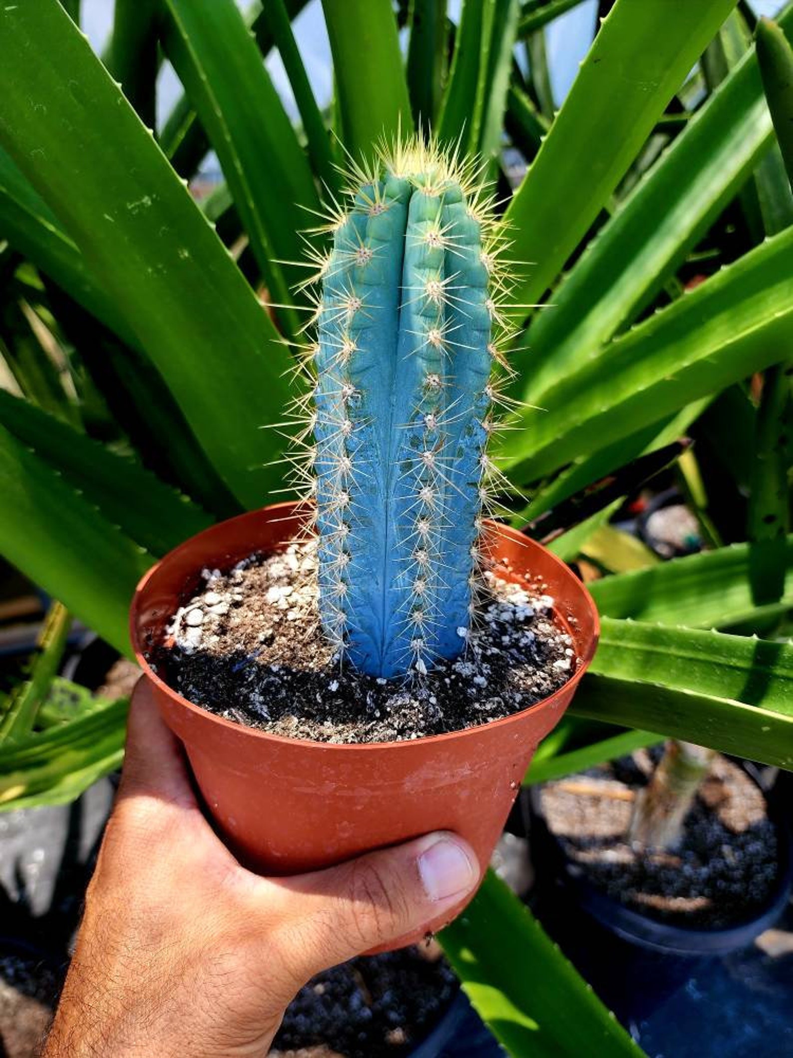 Brazilian Blue Cactus Pilocereus Azures Cactus Cactus Plant Potted ...