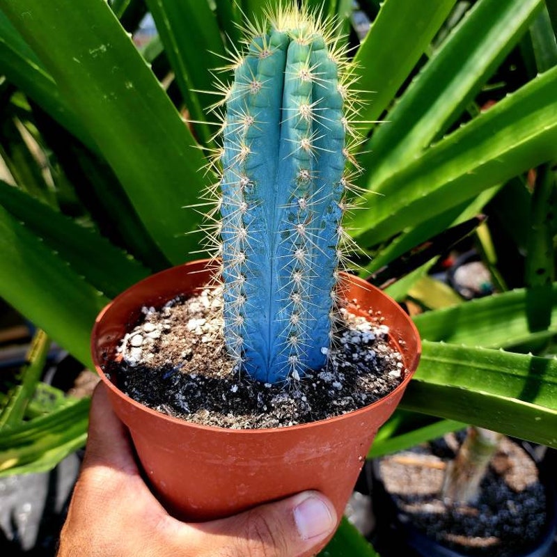 Blue Cactus Live Plant - Etsy