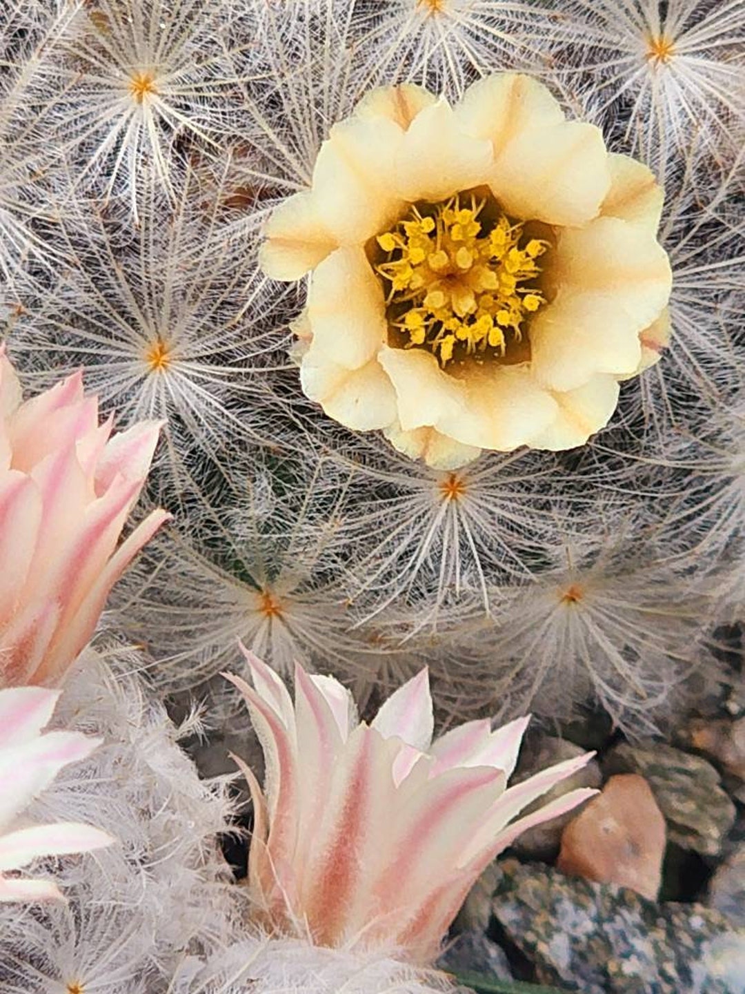 Mammillaria Plumosa, the Feather Cactus. - Etsy