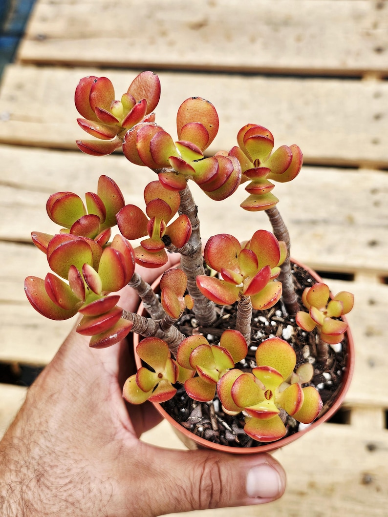 Dwarf Jade Plant: Crassula Ovata 'crosby Compacta' - 2" Pot - Etsy