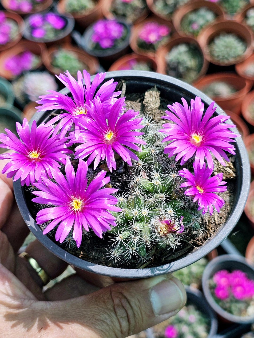 Desert Rose Succulent (trichodiadema Densum: Mini) Fuchsia Flowers ...