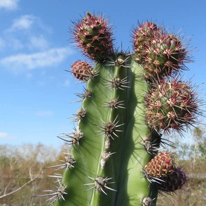 Pitayo De Mayo Stenocereus Pruinosus Stenocereus Griseus gray Ghost ...