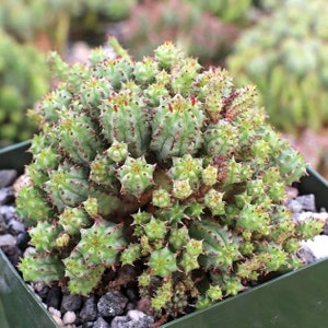 Euphorbia Monstrose: Rare Knobbly Succulent in 2" Pot - Etsy
