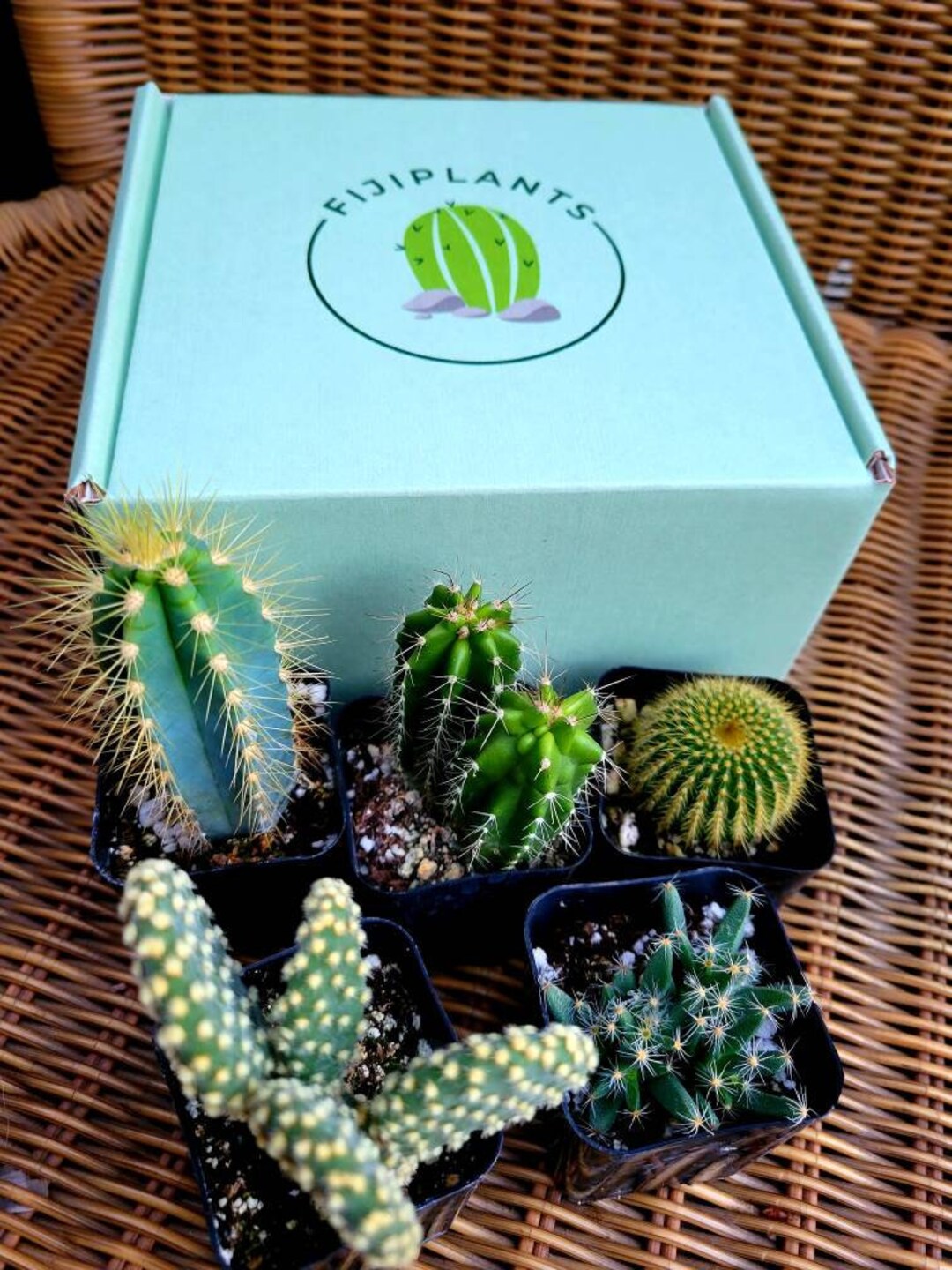 Assorted Succulents & Cactus Gift Box - Mother's Day Idea - Etsy