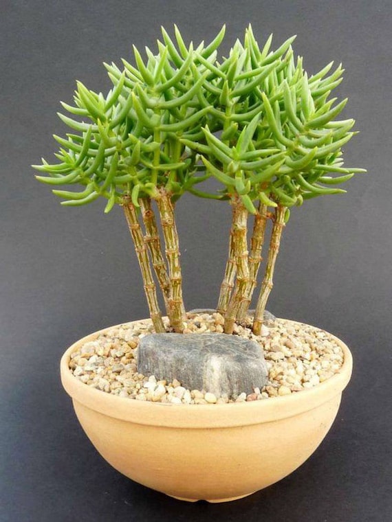 Tree Like Succulents How To Make A Succulent Christmas Tree (Video)