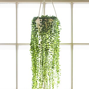 String of Pearls Live Plant, String of Peas. - Etsy