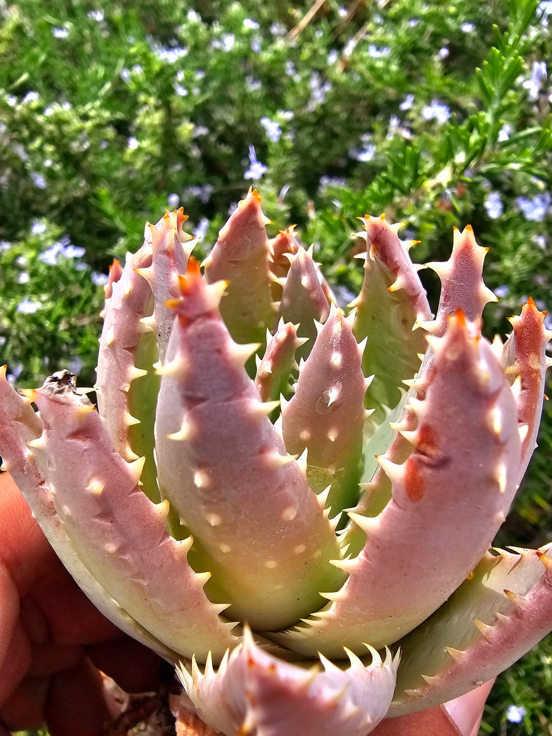 Aloe Brevifolia, Crocodile Aloe Plant. Rare Succulent, Rare Aloe. Dwarf ...