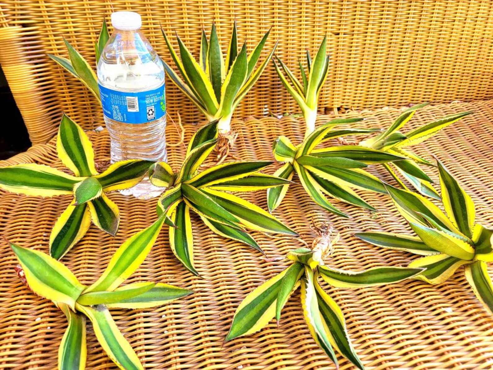 Agave Lophantha Quadricolor Quadricolor Century Plant Exotic - Etsy