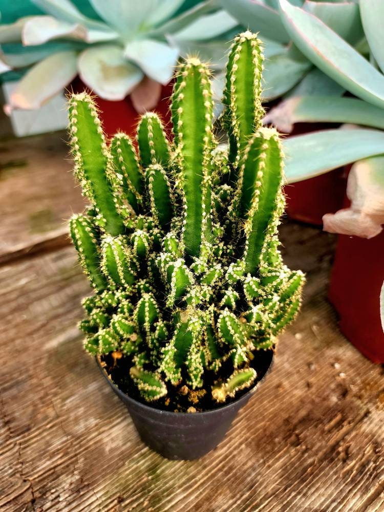 Fairy Tale Castle Cactus or Fairy Castle Cactus Beautiful - Etsy