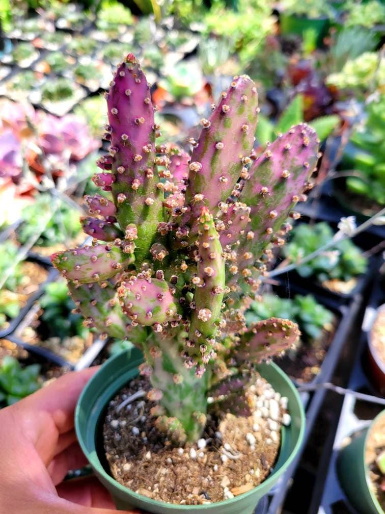 Opuntia Monacantha Variegata - Variegated Joseph's Coat. Smart Cactus ...