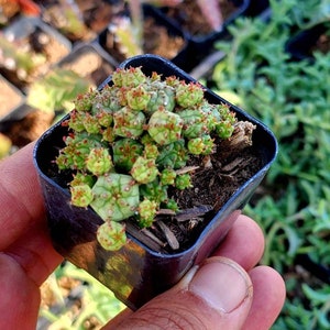 Euphorbia Monstrose: Rare Knobbly Succulent in 2" Pot - Etsy