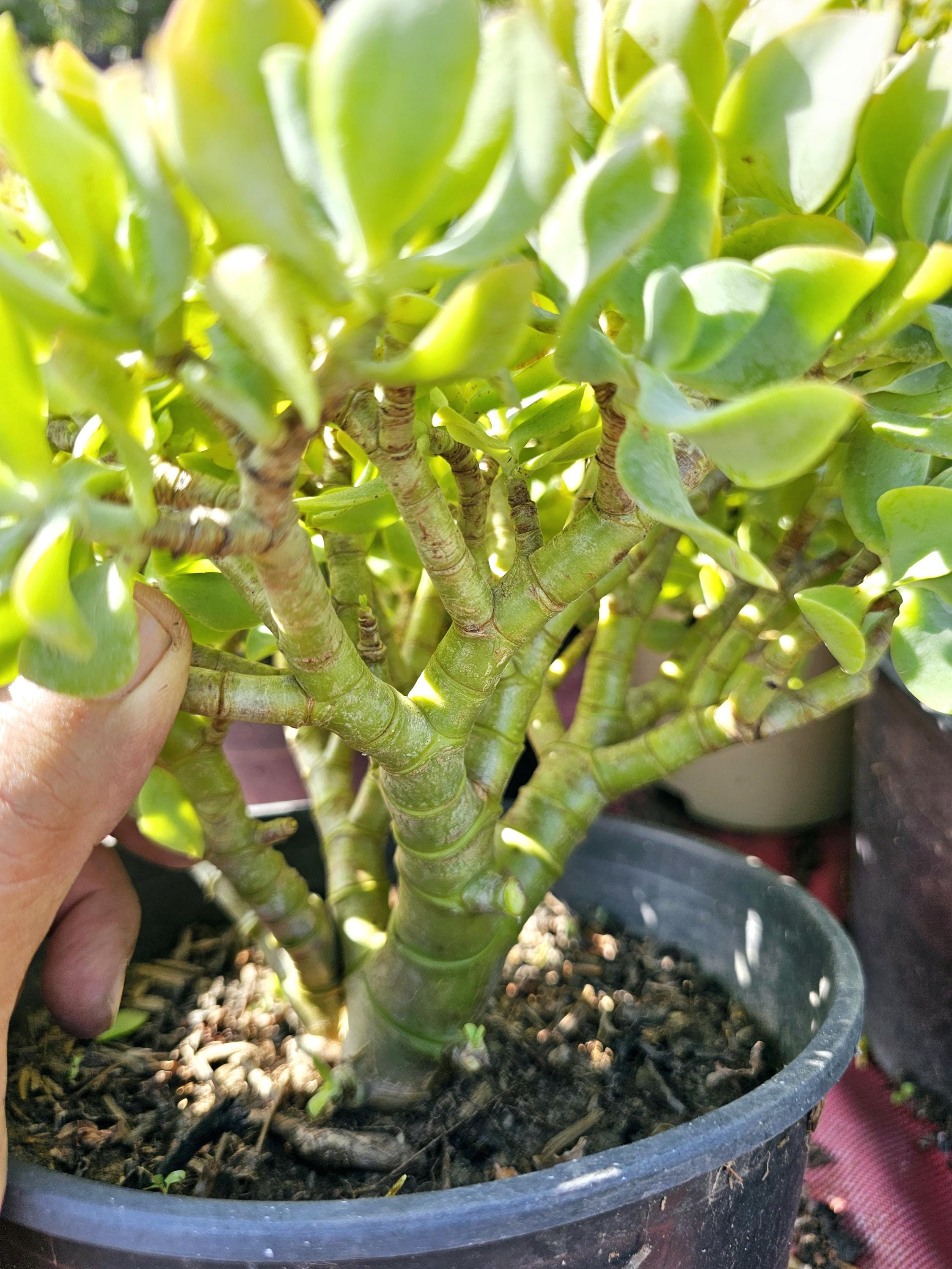 Crassula Undulata: Ripple Jade Plant, 10-year-old Living Sculpture ...