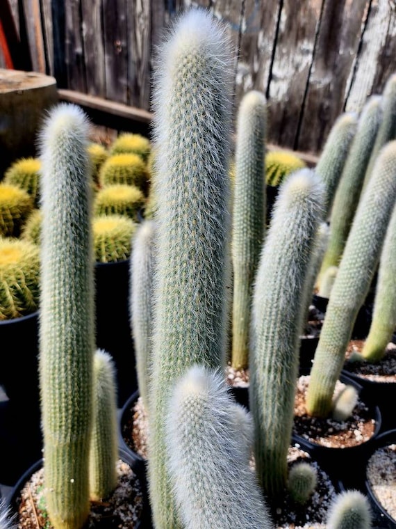 Columnar Cactus Fuzzy Fruit