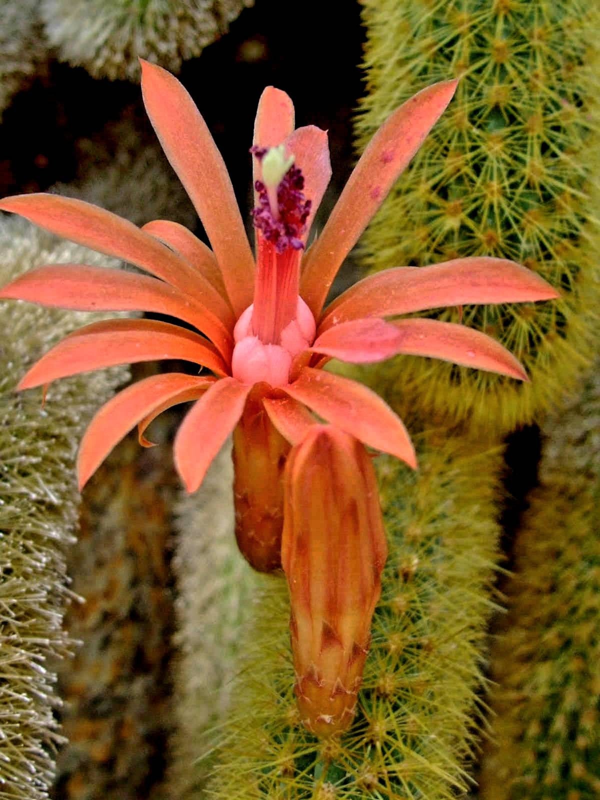 Rat Tail Cactus | Aporocactus Flagelliformis, Rare Succulents, Trailing ...