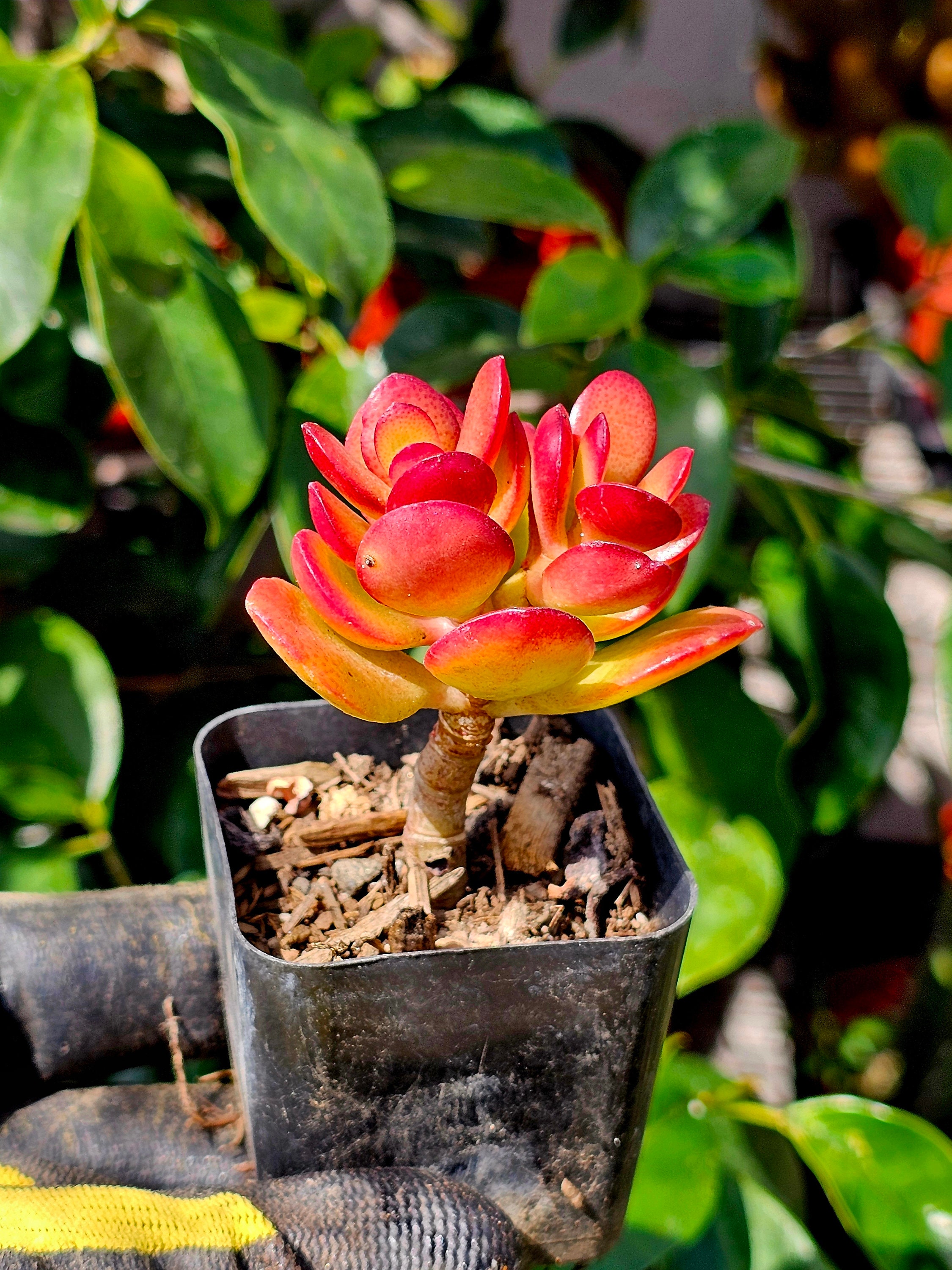 Dwarf Jade Plant: Crassula Ovata 'crosby Compacta' - 2" Pot - Etsy