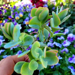Marnier's Kalanchoe Succulent: Blue-green Home Decor Houseplant - Etsy