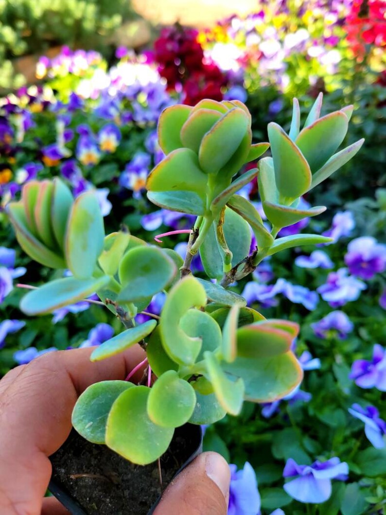 Marnier's Kalanchoe Succulent: Blue-green Home Decor Houseplant - Etsy