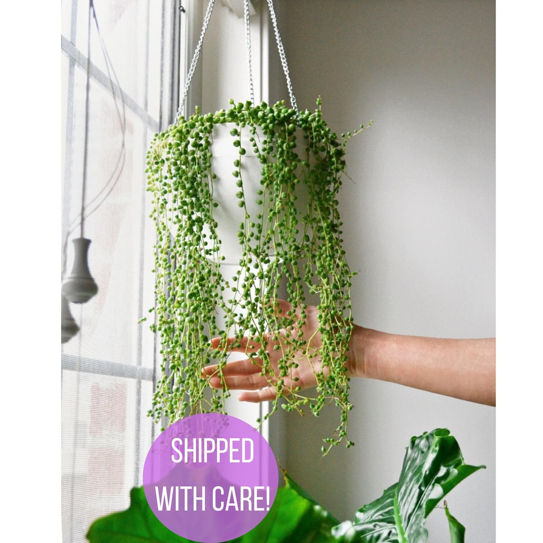 String of Pearls Plant: Trailing Succulent Rosary, Full Basket Plant - Etsy