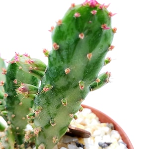 Opuntia Monacantha Variegata Variegated Joseph's Coat | Etsy