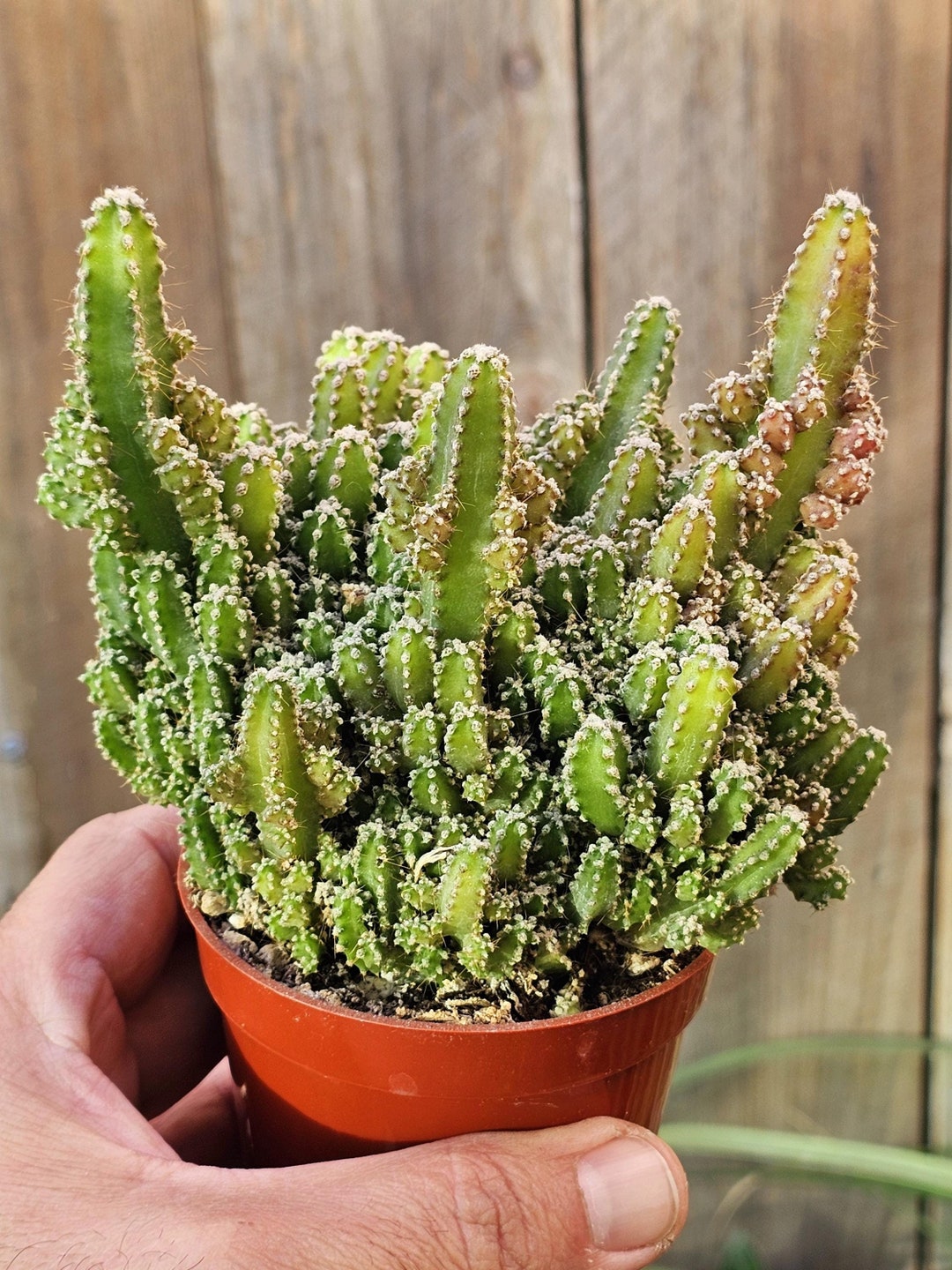 Fairy Tale Castle Cactus or Fairy Castle Cactus, Beautiful Dwarf Cactus ...