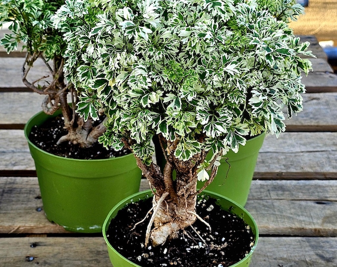 Aralia Ming Gold Bonsai Tree: Rare Potted Houseplant - Etsy