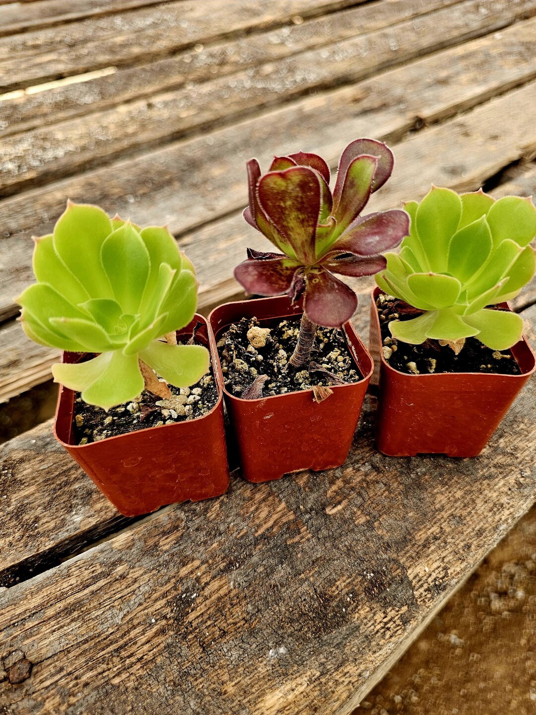 Aeonium Arboreum 2 Inches Pot, Aeonium Small Succulents - Etsy